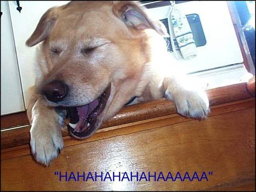 Laughing Dog Images